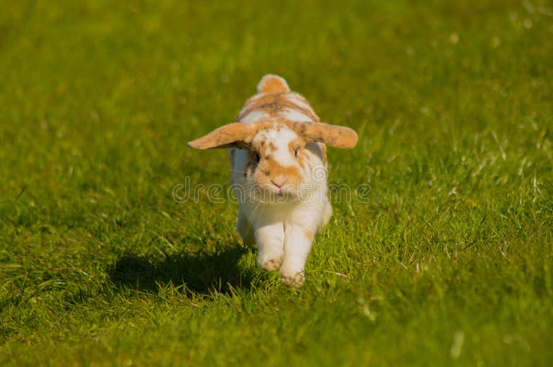 Running rabbit stock photo. Image of hare, fast, bunny - 10186938