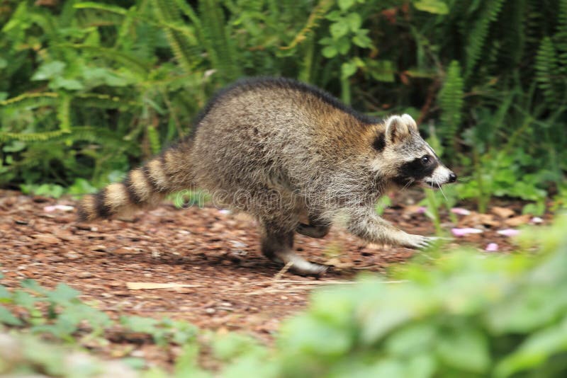 Running raccoon stock photo. Image of mammal, nature - 46558872