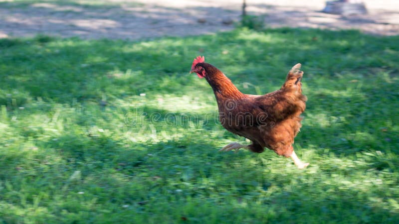 Free Range Hen Running In A Meadow Stock Image - Image of brown, range ...