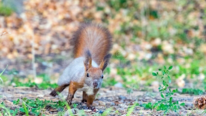 Running Red Squirrel in the Autumn Forest, Tomsk Stock Image - Image of ...