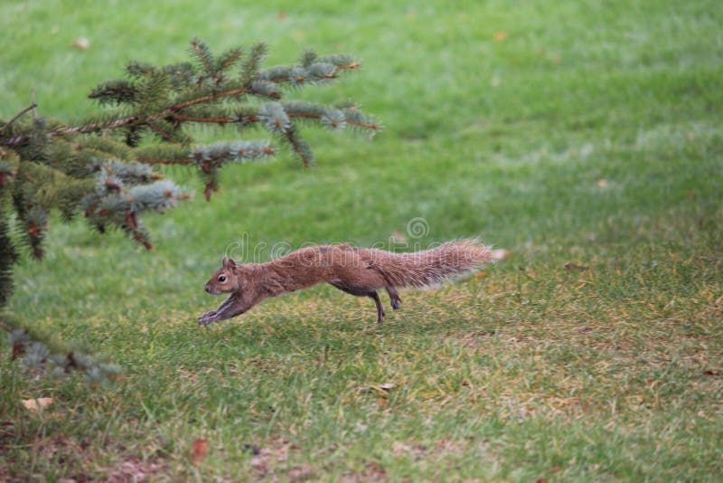 Running Red Squirrel in Park Stock Photo - Image of running, motion ...