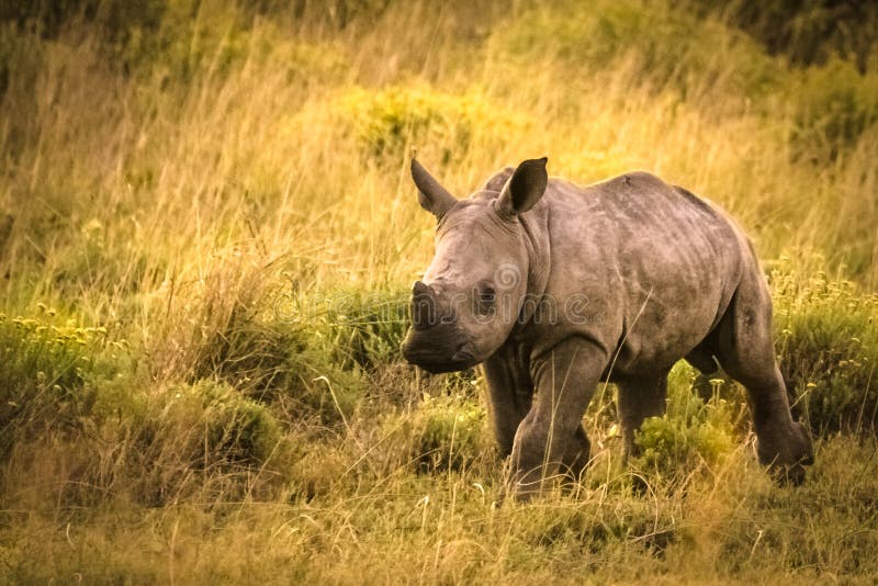 Baby Rhino running stock photo. Image of savanna, baby - 146437860