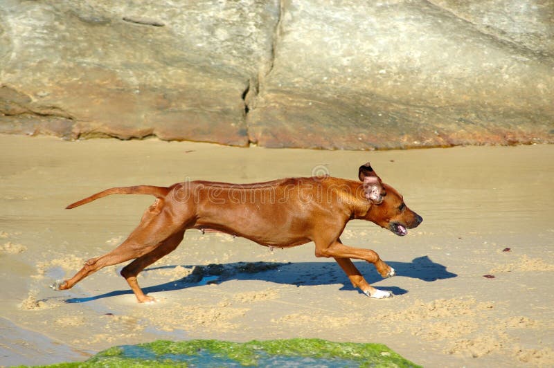 Lion Runs Fast Stock Photos - Free & Royalty-Free Stock Photos from ...