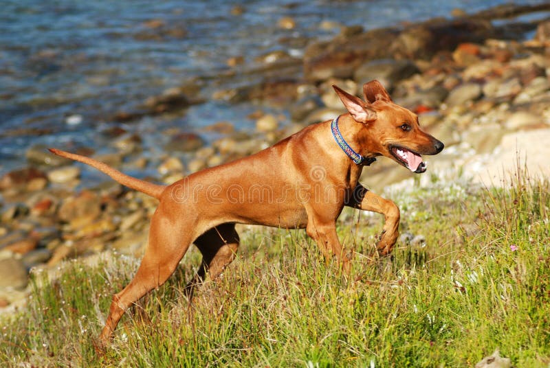 Rhodesian Ridgeback Dog Running in Summer Stock Image - Image of ...