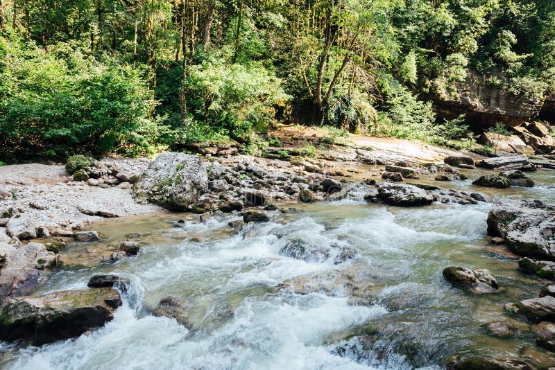 A Running River in the Forest between Green Trees Stock Image - Image ...