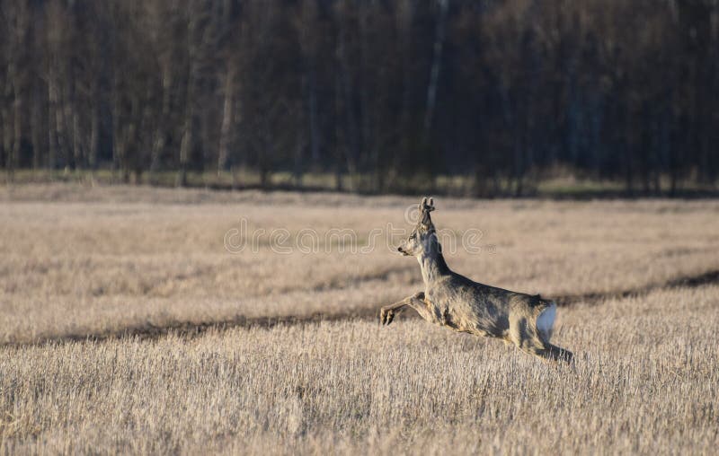 Buck run stock photo. Image of running, buck, forest - 100282404
