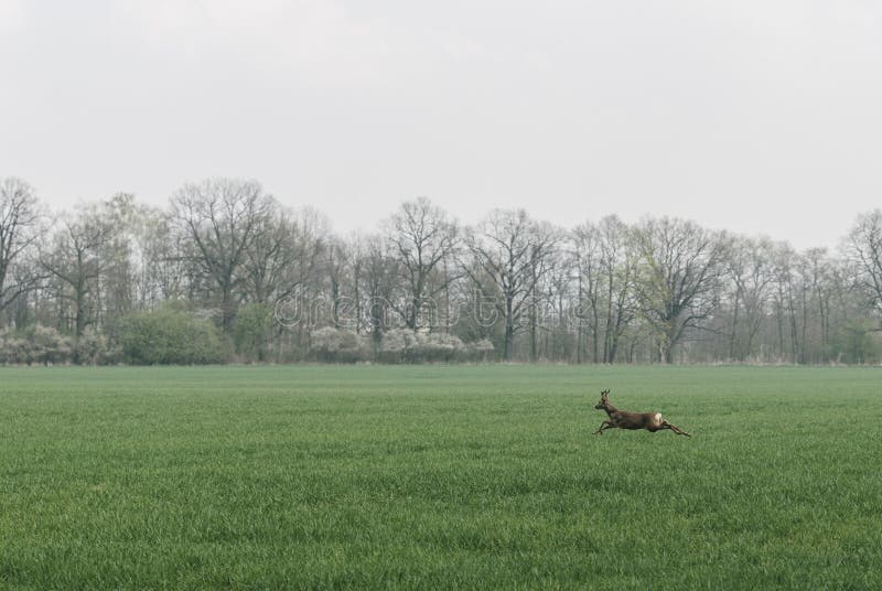 Running Roe Deer through the Fields To the Forest Stock Image - Image ...