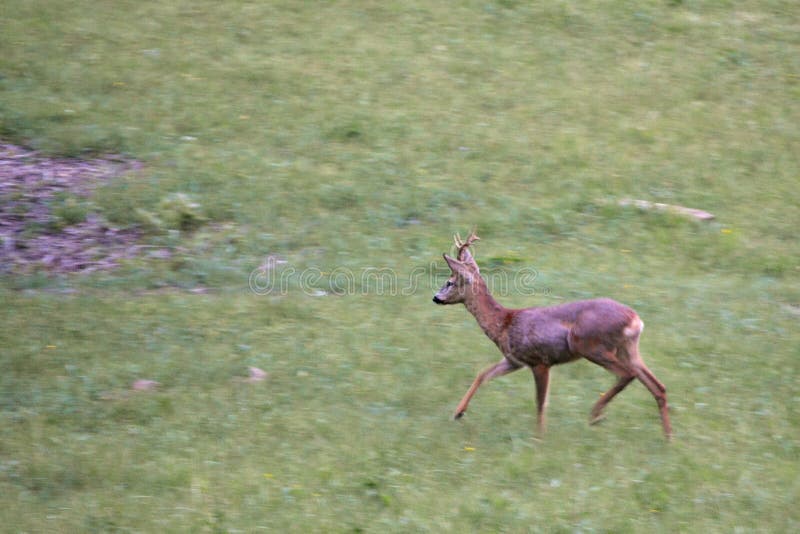 Running roe deer stock photo. Image of black, life, horns - 110460466