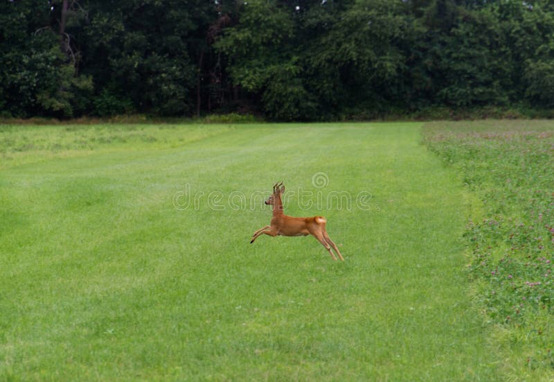 Roe deer buck stock photo. Image of male, wildlife, roebuck - 55370794