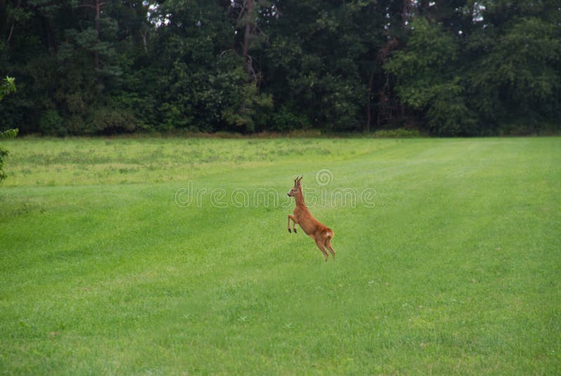 Roe deer buck stock photo. Image of male, wildlife, roebuck - 55370794
