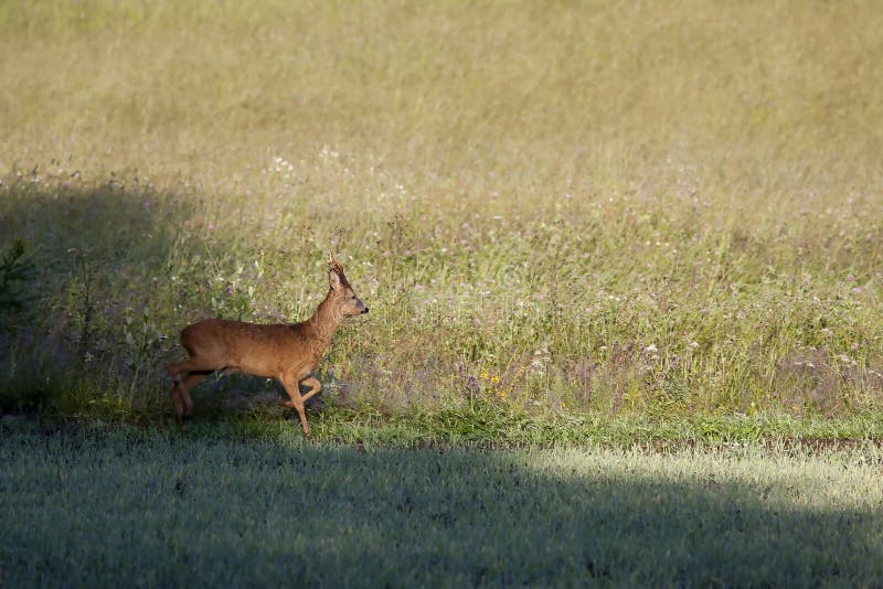 Running roebuck stock photo. Image of trotting, buck - 55465384