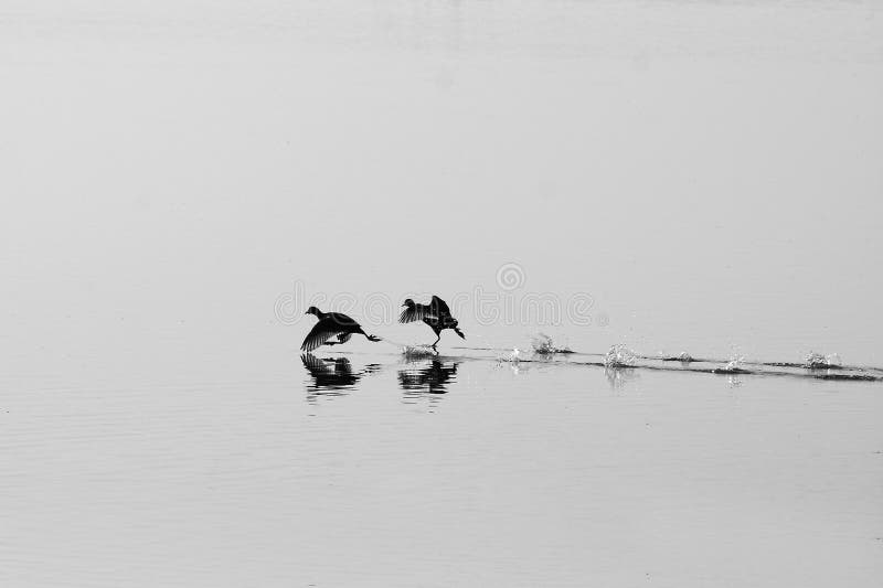 Scared Bird Running On Water Stock Photo - Image of animal, water: 82847184