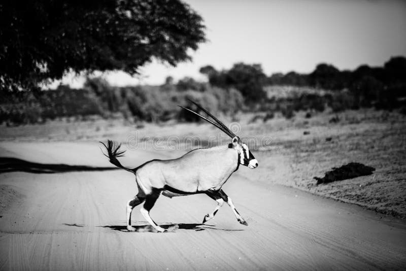 Gemsbok running stock image. Image of south, africa, running - 34119957