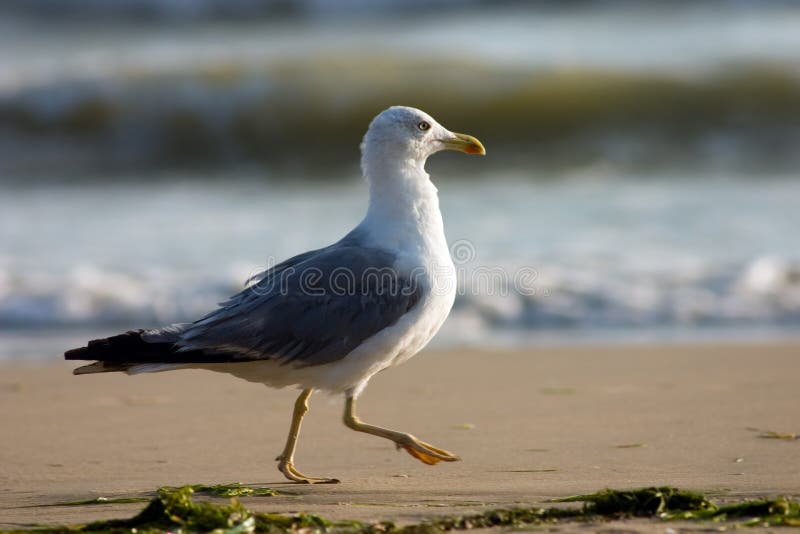 Running seagull stock photo. Image of curved, motion, concave - 245696
