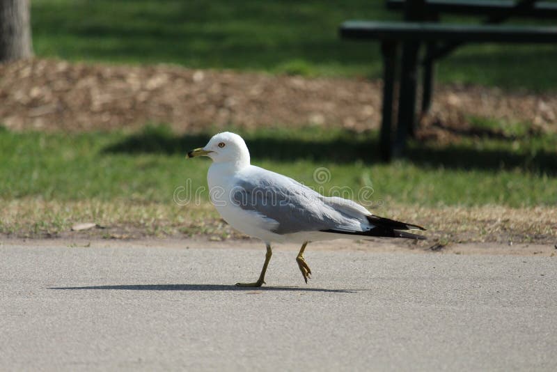 Running seagull stock image. Image of shadow, running - 56780197
