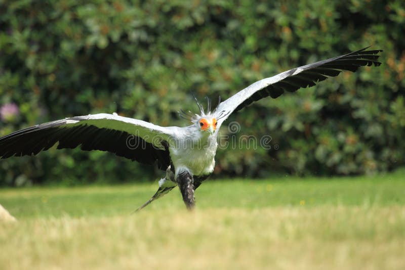 Secretary bird stock photo. Image of animal, prey, terrestrial - 20604916