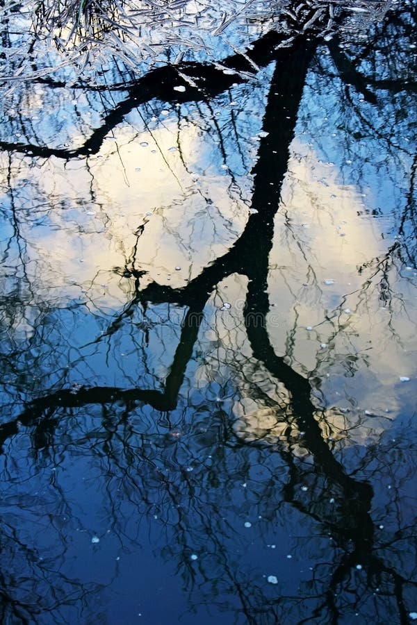 Running Shape Tree Shadows on the Water Stock Photo - Image of shadows ...