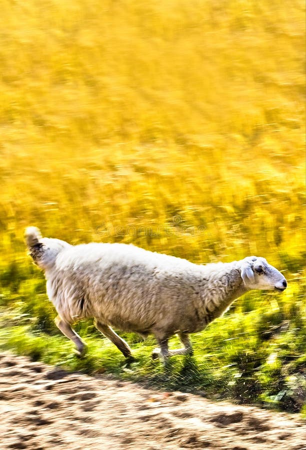 Running sheep stock photo. Image of grass, agriculture - 11059642