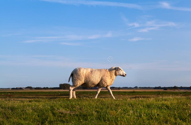 Running sheep stock photo. Image of blue, holland, dutch - 26645474
