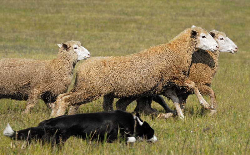 Sheep vs Dog stock photo. Image of working, border, challenging - 3174960