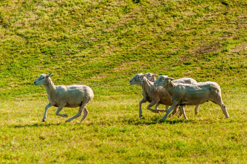 Running Sheep stock photo. Image of leader, horizontal - 40333422