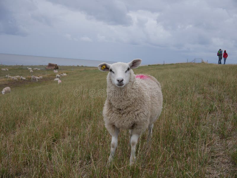 Running sheep& x27;s stock photo. Image of lambing - 151495574