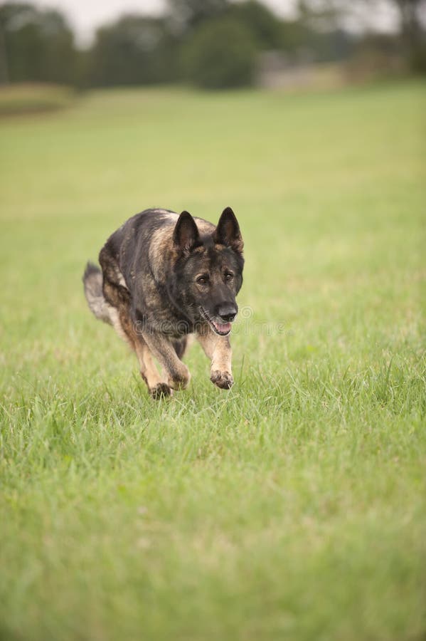 Running shepherd stock photo. Image of mammal, cheerfull - 92132138