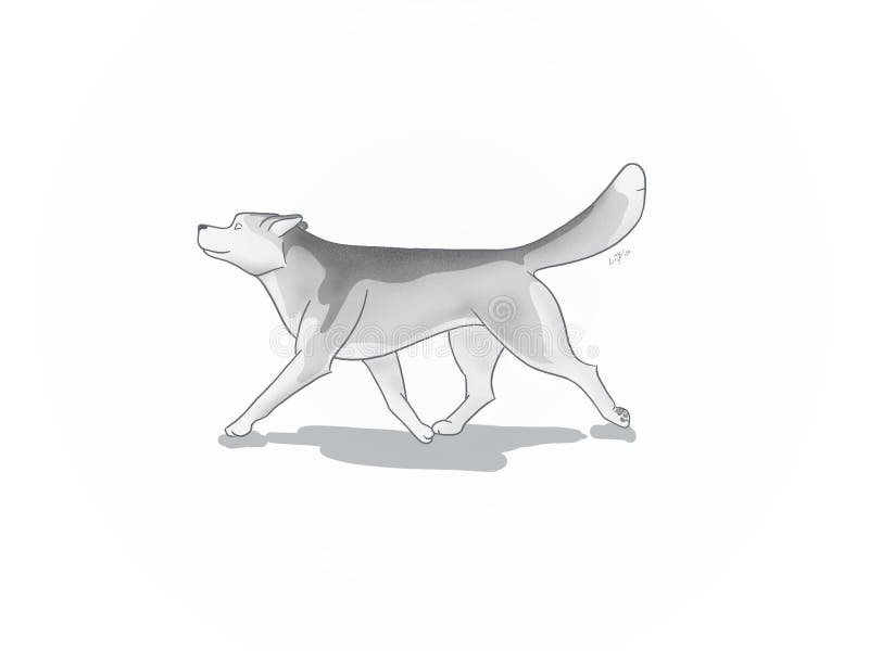 Running Siberian Husky stock illustration. Illustration of naughty ...