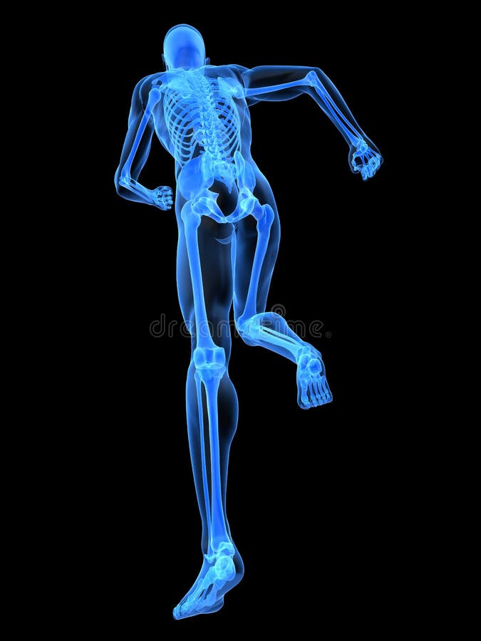 Running skeleton stock illustration. Illustration of jogging - 12902263