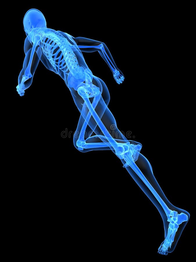 Running skeleton stock illustration. Illustration of runner - 12902035