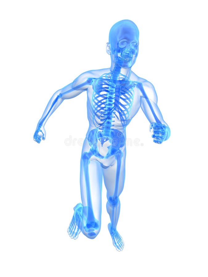 Running skeleton stock illustration. Illustration of endurance - 12902246