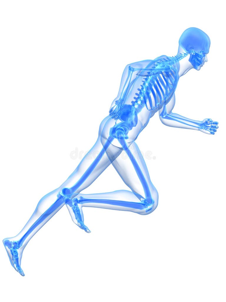 Human Body Skeleton Running Stock Illustrations – 889 Human Body ...