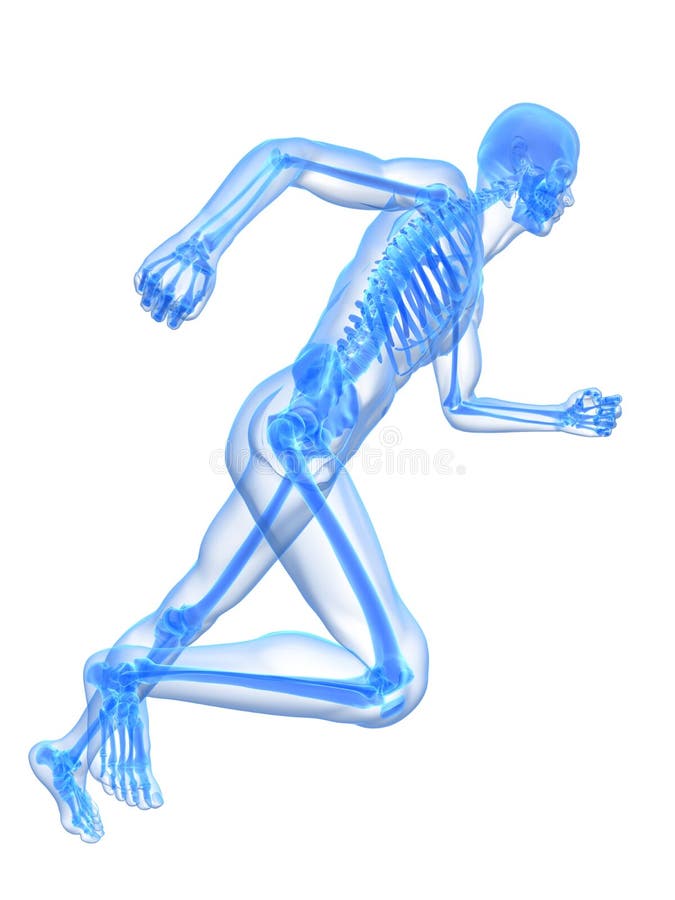 Running skeleton stock illustration. Illustration of jogging - 12902263