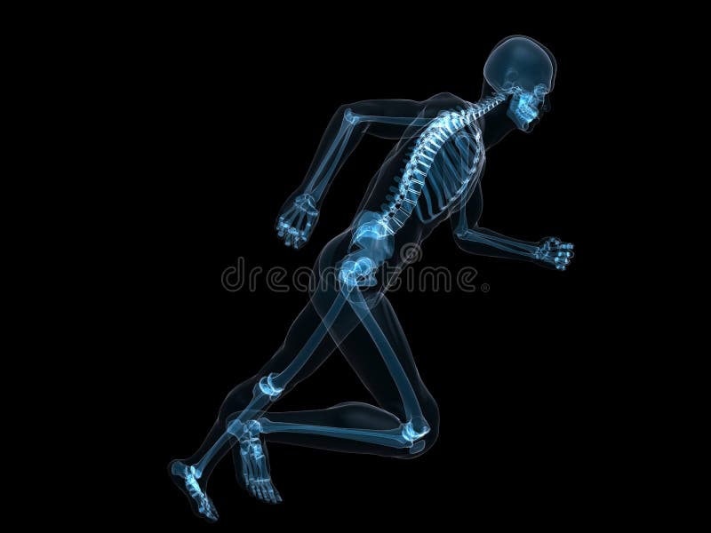 Running skeleton stock illustration. Illustration of jogging - 12902263