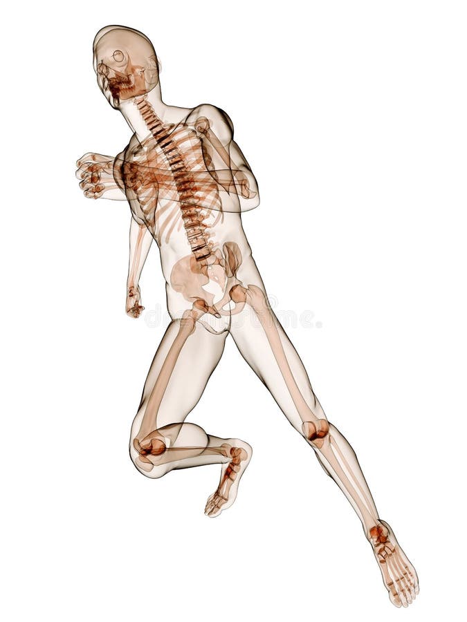 Running skeleton stock illustration. Illustration of jogging - 12902263