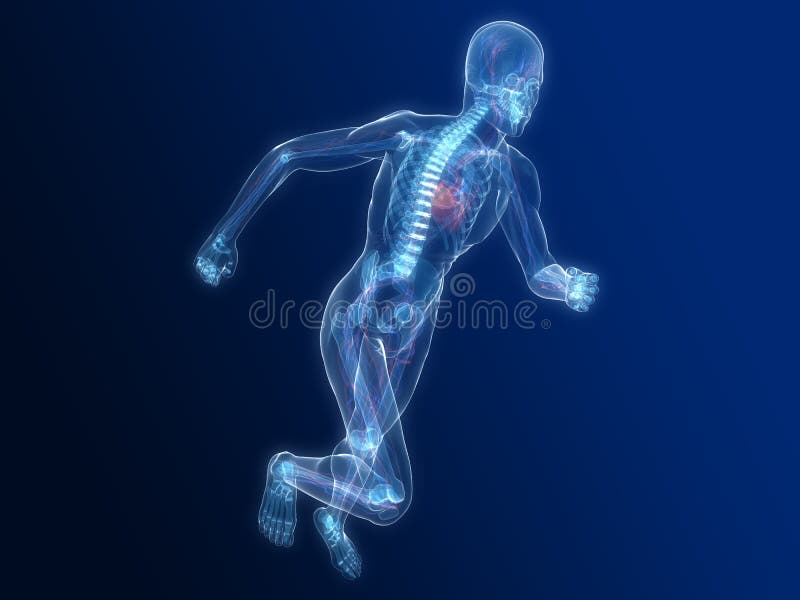 Running Skeleton - Vascular Stock Illustration - Illustration of pain ...