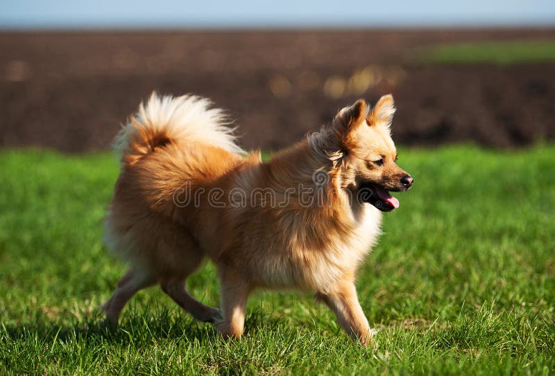 Running a small dog stock photo. Image of pets, running - 113319364