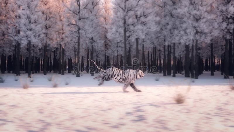 Running Tiger in a Grass Landscape - Front View - Loop Nature ...