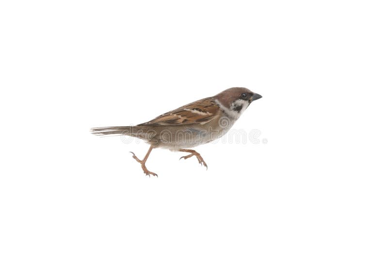 Running Sparrow Isolated on White Stock Image - Image of passer ...