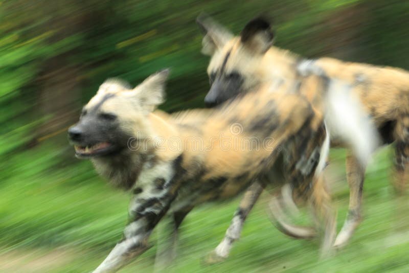 Running spotted dogs stock image. Image of nature, cape - 25215679