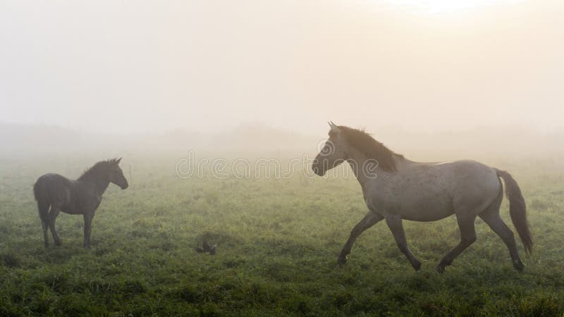 Running Stallion at the Dawn in Mist Stock Image - Image of quality ...