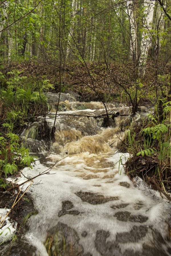 Running Stream in the Forest Stock Photo - Image of blue, color: 248407430