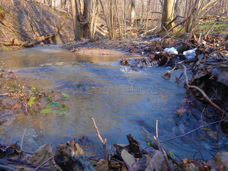 Running Stream in the Spring Forest in Sunny Clear Day. Stock Photo ...