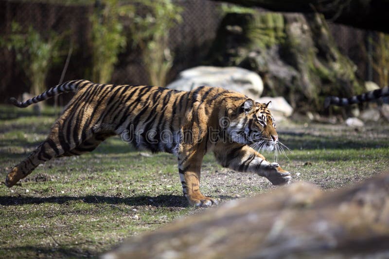 Running tiger stock image. Image of mammal, single, stripes - 10489609