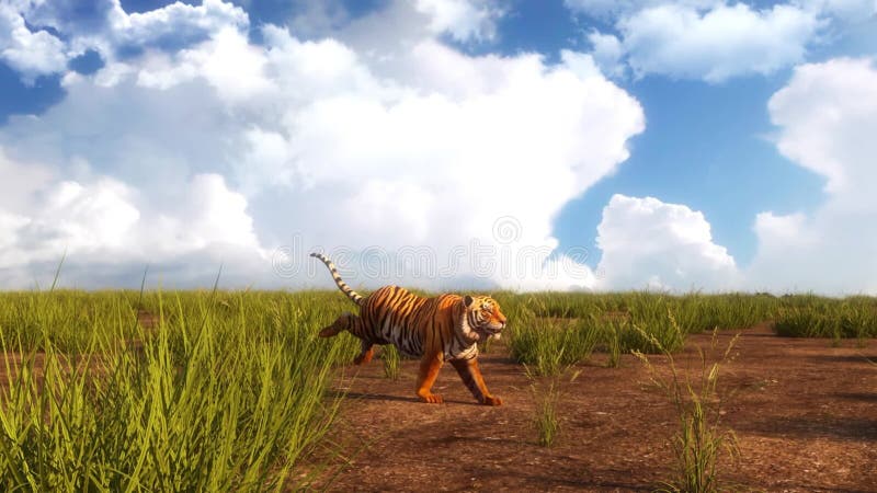 Running Tiger in a Grass Landscape - Loop Nature Background V2 Stock ...