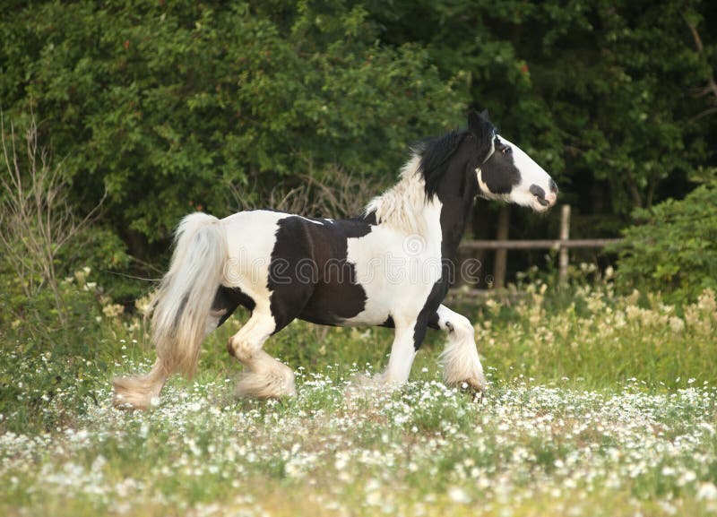 The Tinker Horse S Blue Eye Stock Photo - Image of spring, breed: 41578950