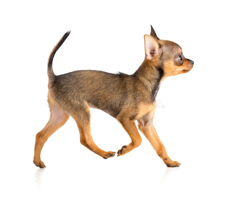 Running toy terrier stock image. Image of side, breed - 29259919