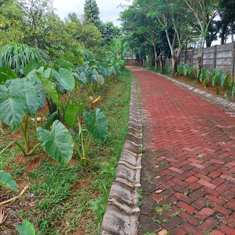 Running Track Next To Tuber Plants Stock Image - Image of plants, next ...