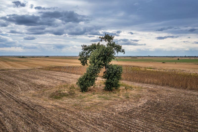Running Tree in Bulgaria stock photo. Image of europe - 234441306