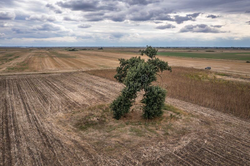 Running Tree in Bulgaria stock photo. Image of landscape - 234441344